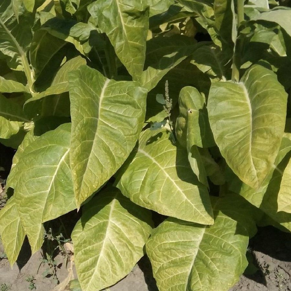 Табак душистый Deodar SEEDS COMPANY Табак - купить по выгодным ценам в ...