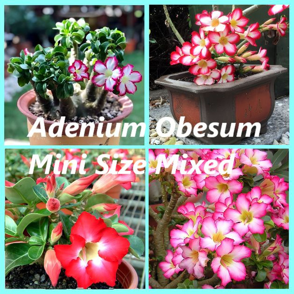 Адениум Adenium Obesum Mini Size Mixed - купить по выгодным ценам в ...