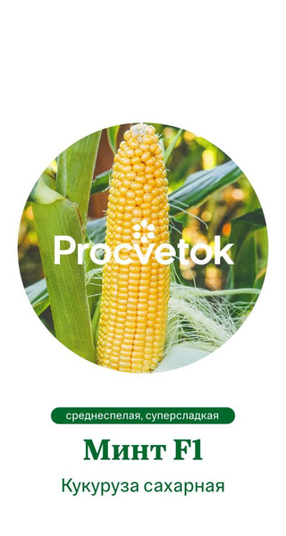 Procvetok Брокколи Гераклион F1 - купить по выгодным ценам в интернет-магазине OZON (1984756693)