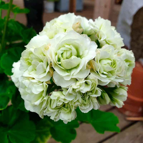 Характеристики Пеларгония MIDORI BUKE Мидори Буке розебудная черенки ...