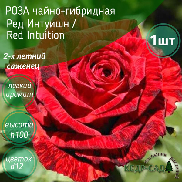 Саженец Роза чайно-гибридная Ред Интуишн/Red Intuition, многолетние ...