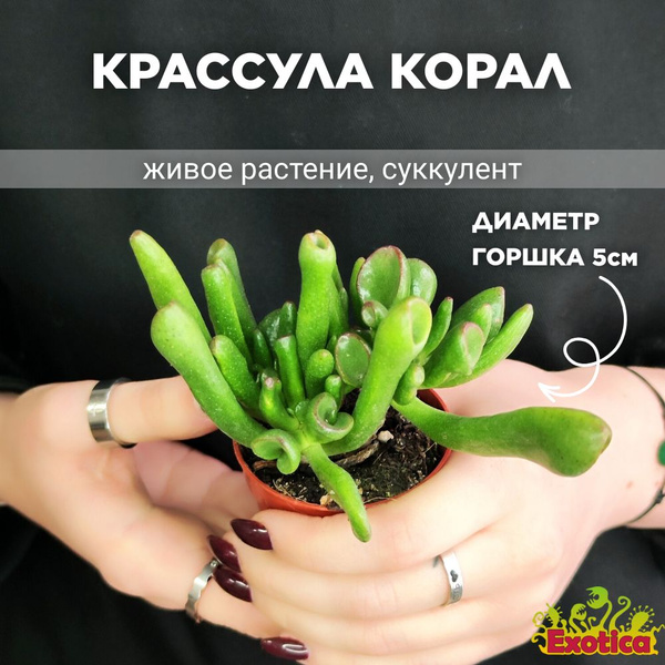 Суккулент Exotica Crassula Coral, 5 дм, 00202 шт - купить по выгодной ...