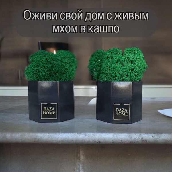 Стабилизированный мох в кашпо/Живой мох ягель в кашпо 2шт ...