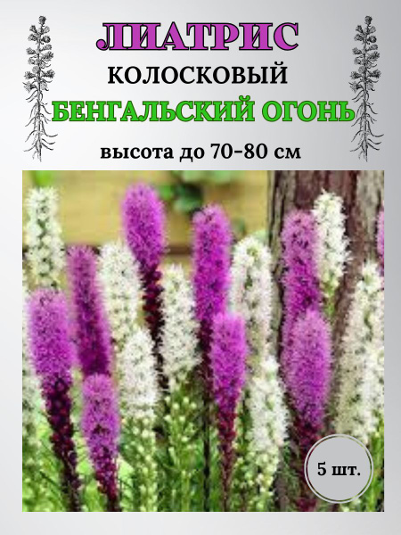 Луковицы Лиатрис Russian Garden купить по выгодной цене в интернет ...