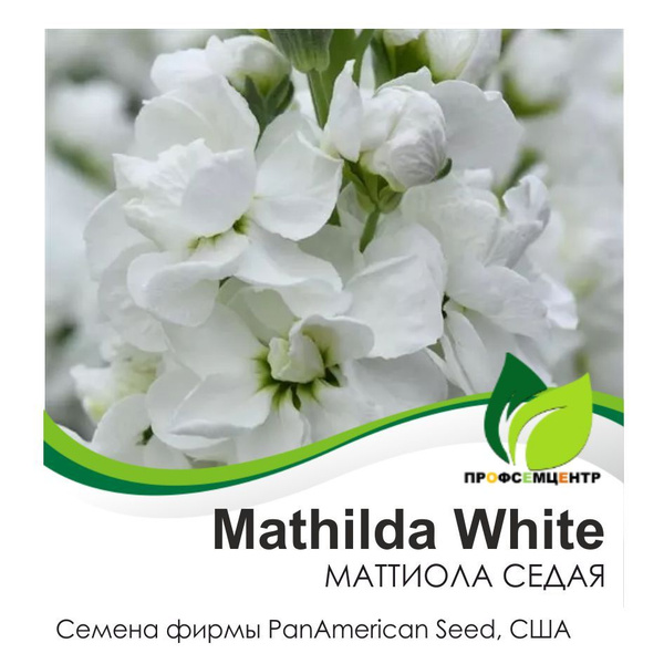 Маттиолы PanAmericanSeed Маттиола_Mathilda White - купить по выгодным ...