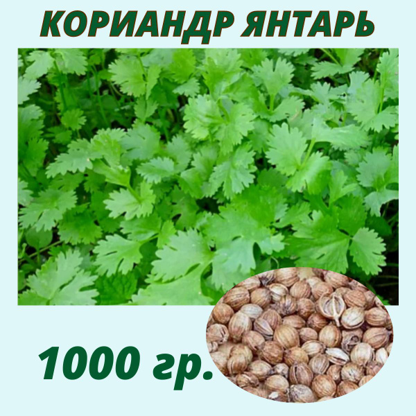 Кориандр Кориандр. - купить по выгодным ценам в интернет-магазине OZON ...