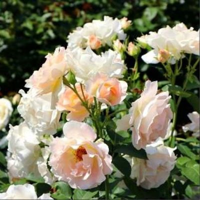 Роза Рококо(Rokoko) - купить с доставкой по выгодным ценам в интернет ...