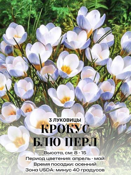 Луковицы Крокус купить по выгодной цене в интернет-магазине OZON ...