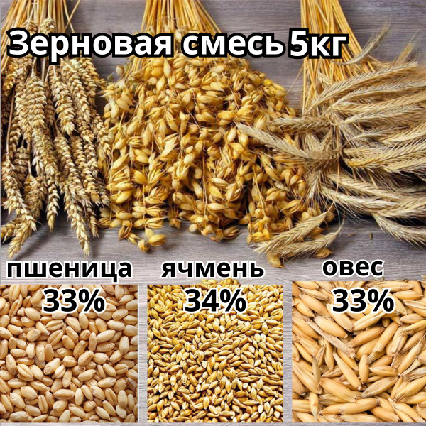 Зерно ячмень пшеница овес купить на OZON по низкой цене (707025138)