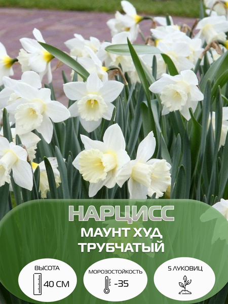 Нарцисс нарцисс - купить по выгодным ценам в интернет-магазине OZON ...
