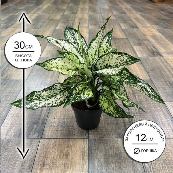 Аглаонема Сноуфлейк 12*30, живое комнатное растение в горшке купить на ...