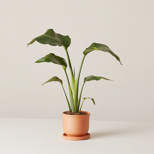 Стрелиция Николая d12 купить на OZON по низкой цене (1769076497)