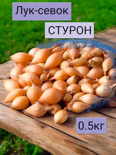 Лук севок Стурон, 0.5 кг купить на OZON по низкой цене (1849379140)