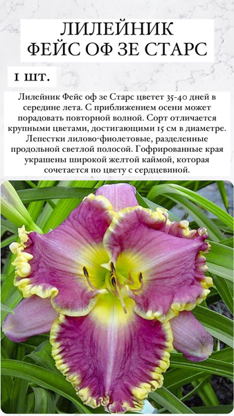 Лилейник Лилейниксажене_Фейс оф зе старс - купить по выгодным ценам в ...