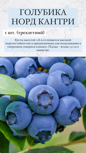 Голубика Голубика - купить по выгодным ценам в интернет-магазине OZON ...