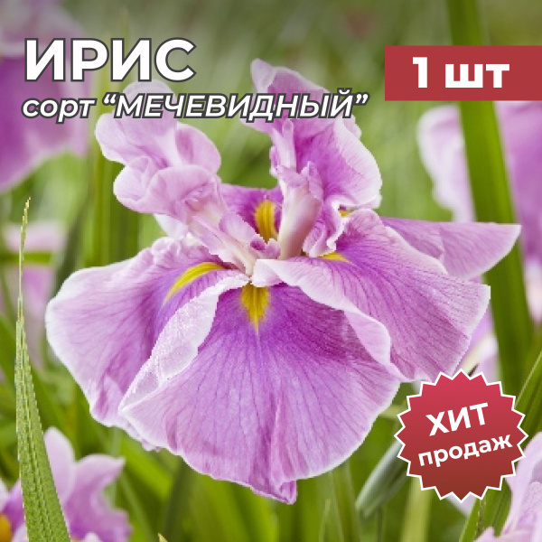 Ирис Мечевидный саженцы, корень/корневище ириса на посадку "ДИНЕРПЛЕЙТ ...
