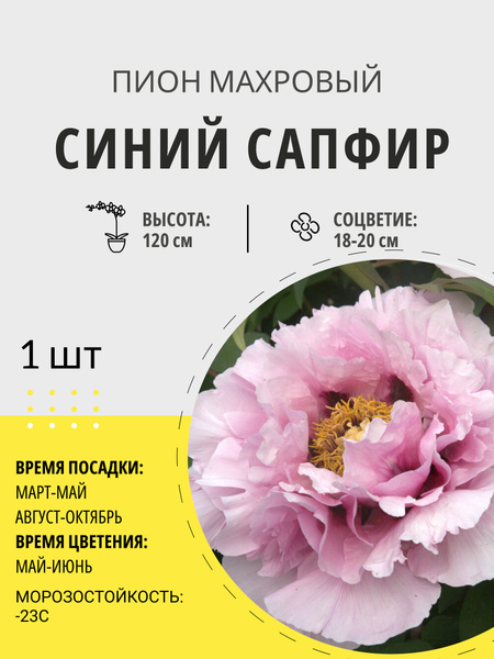 Пионы пион_Синий Сапфир - купить по выгодным ценам в интернет-магазине ...