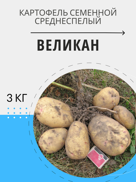 Картофель семенной Великан клубни, на посадку 3 кг купить на OZON по ...