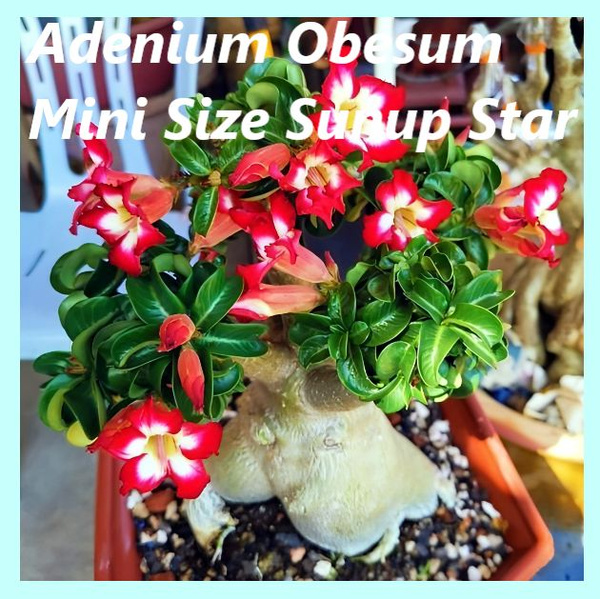 Разнообразные комнатные Adenium Arabicum Desert Night Fork - купить по выгодным ценам в интернет ...