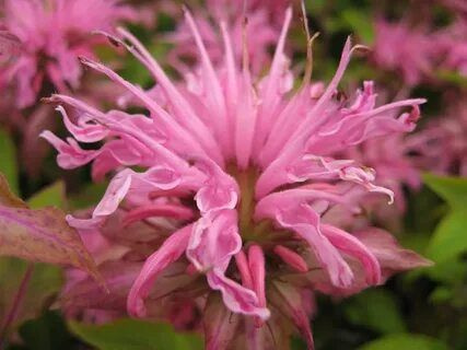 Монарда гибридная Крофтвэй Пинк - купить с доставкой по выгодным ценам ...