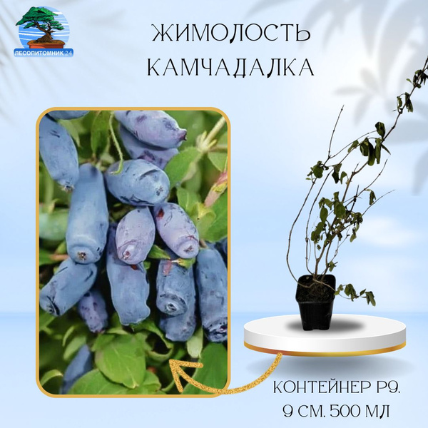 Жимолость Камчадалка, Р9 - купить с доставкой по выгодным ценам в ...