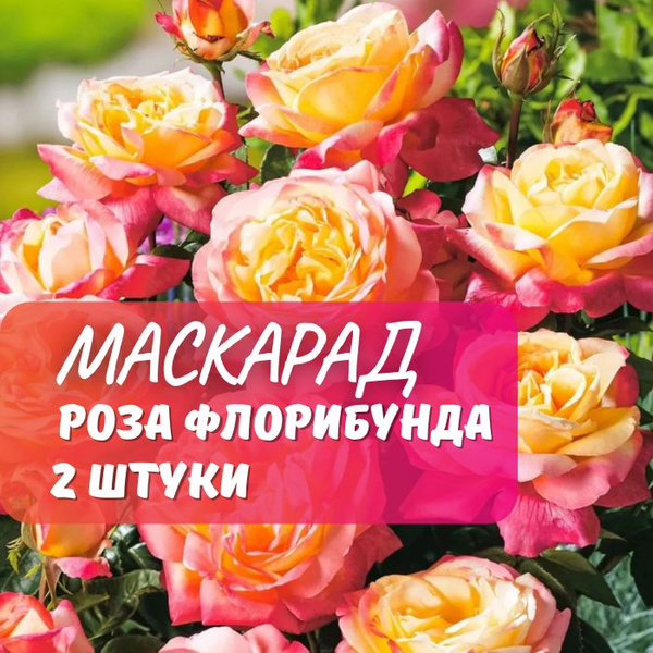 Роза флорибунда Маскарад / саженец розы 2 шт - купить с доставкой по ...
