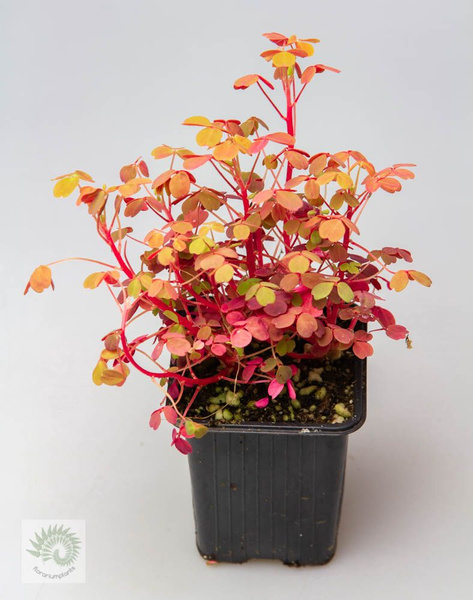 Oxalis Vulcanicola Sunset Velvet (кислица вулканическая сансет вельвет ...
