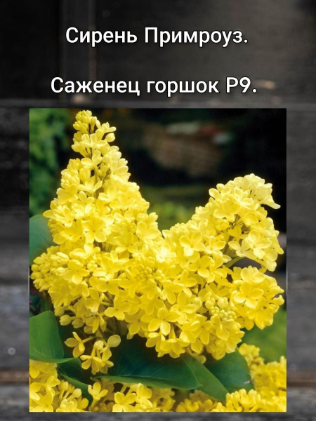Сирень Примроуз - купить с доставкой по выгодным ценам в интернет ...