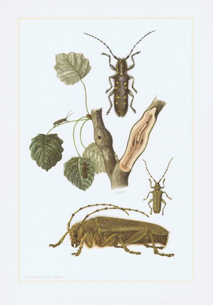 Жуки. Скрипун осиновый. Антикварная офсетная литография. Германия, 1961 год купить на OZON по ...