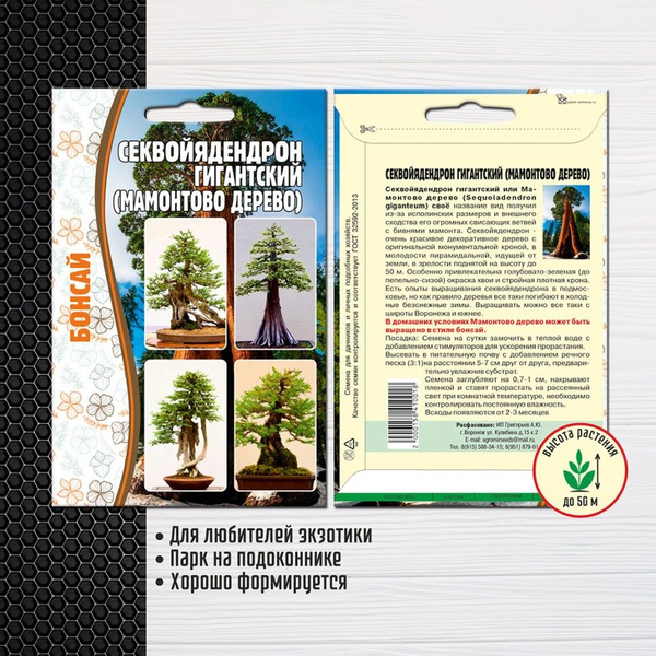 Метасеквойя, Секвойя Григорьев Секвойядендрон гигантский (Мамонтово ...