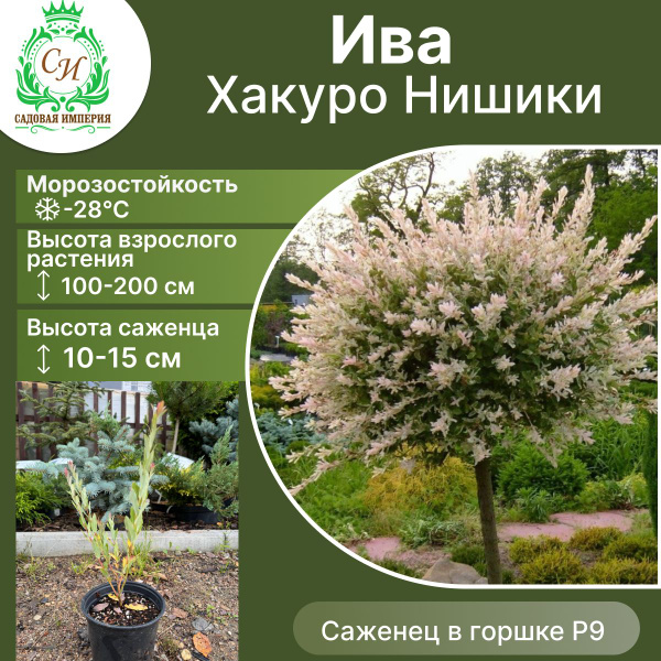 Клубни Ива Садовая Империя купить по выгодной цене в интернет-магазине ...