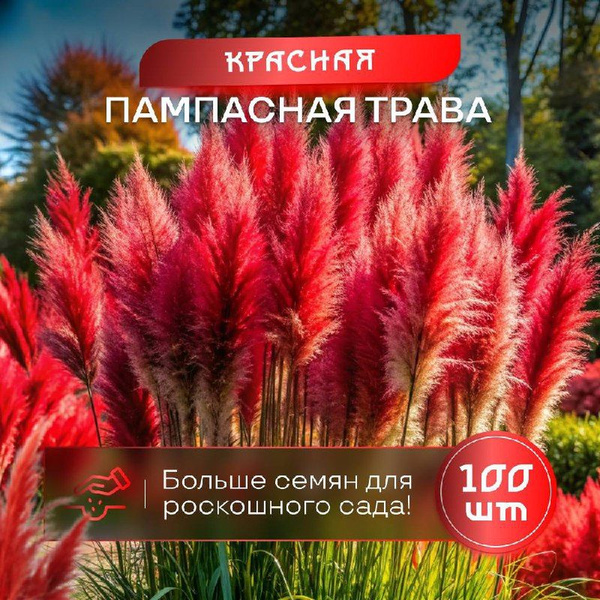Пампасная трава SVN store Пампасная трава кортадерия красный - купить ...