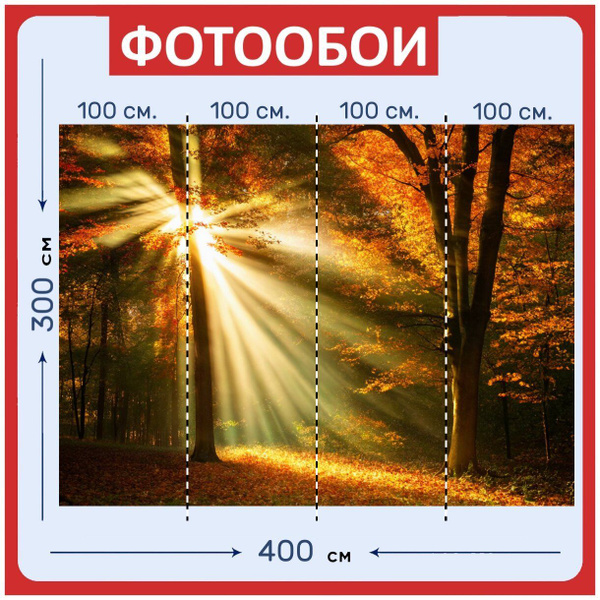 Фотообои ударопрочные моющиеся "Освещение осеннего леса, где солнечные ...
