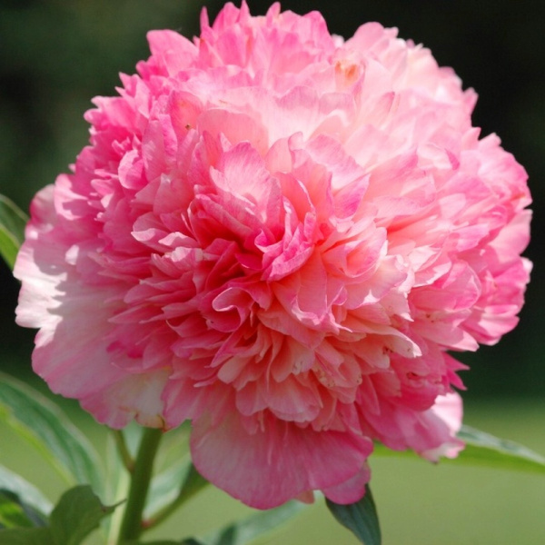 Пионы LeFlower лф-пион - купить по выгодным ценам в интернет-магазине ...