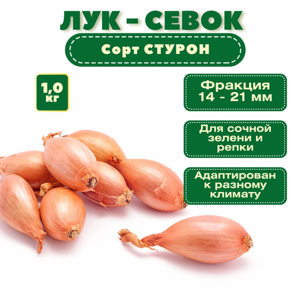 Луковицы Лук ЛЕТО купить по выгодной цене в интернет-магазине OZON ...