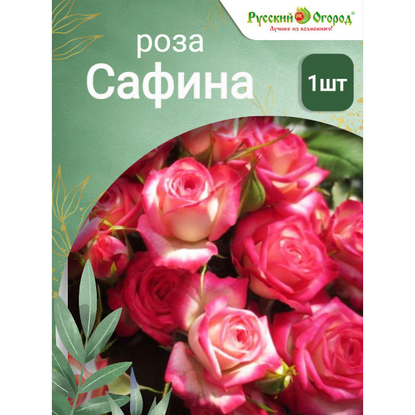 Роза Сафина - купить с доставкой по выгодным ценам в интернет-магазине ...