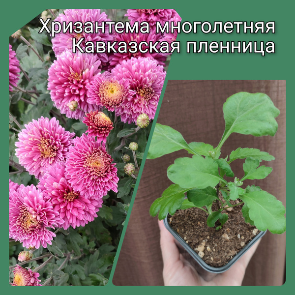 Хризантема многолетняя Кавказская пленница саженец в горшке купить на ...