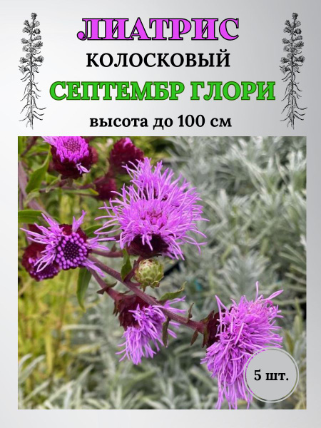 Луковицы Лиатрис Russian Garden купить по выгодной цене в интернет ...