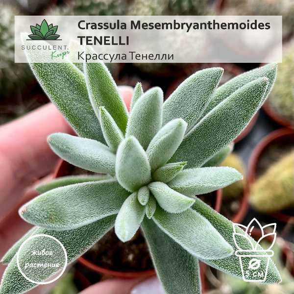 Крассула Succulent.Kupi Crassula Mesembryanthemoides TENELLI / Крассула ...