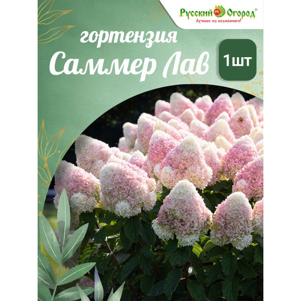 Гортензия метельчатая Саммер Лав - купить с доставкой по выгодным ценам ...