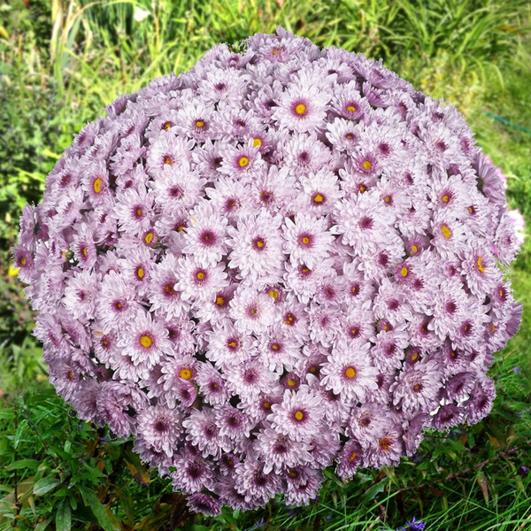Хризантема мультифлора Sunbeam Pink Bicolor 2шт. в горшке Р9(0.5 л ...