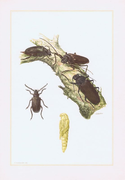 Жуки. Усач-плотник и усач-кожевник. Антикварная офсетная литография. Германия, 1961 год купить ...