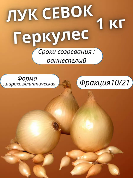 Лук севок Геркулес 1кг купить на OZON по низкой цене (1652656521)