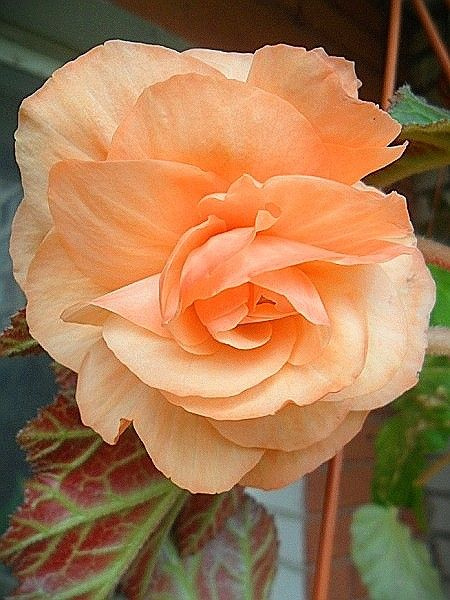 Бегония XXL "Splendide Apricot" Сплендид Эприкот (1х3шт) купить на OZON ...