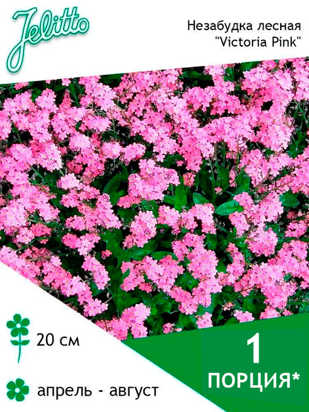 Jelitto Незабудка лесная "Victoria Pink" - купить по выгодным ценам в ...