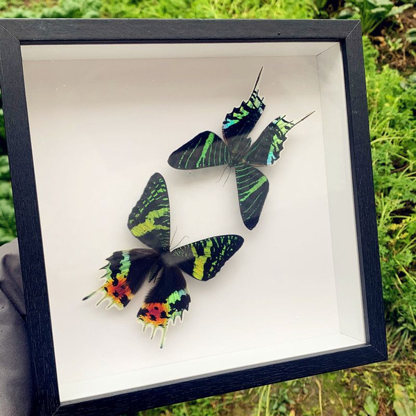 Солнечно-Лунные Сиблинги Urania ripheus & leilus двигающиеся крылья ...