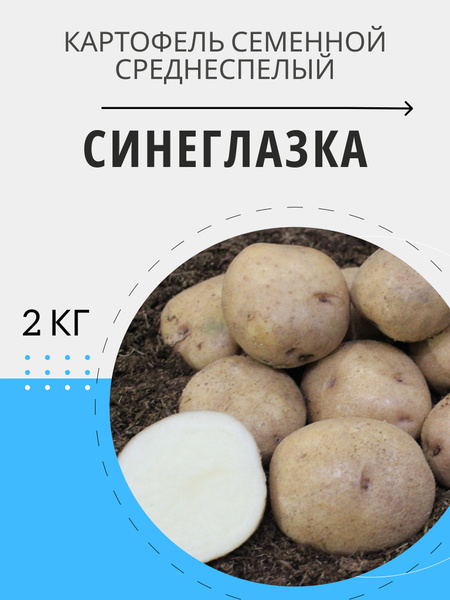 Картофель семенной Синеглазка клубни, на посадку 2 кг купить на OZON по ...