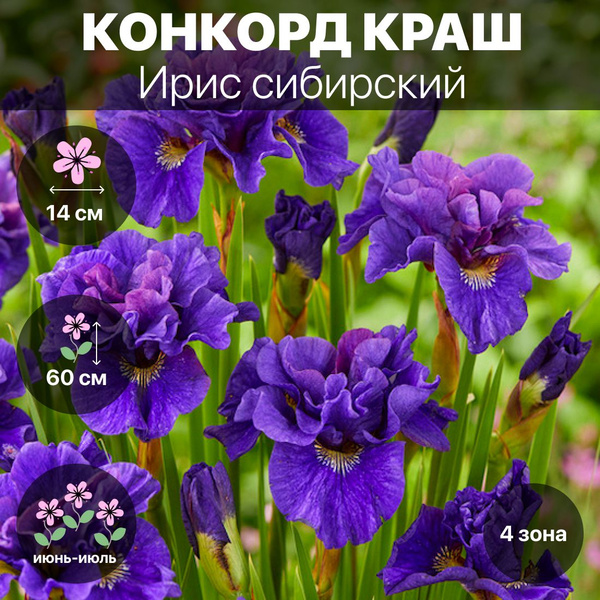 Клубни Ирисы COLORLINE купить по выгодной цене в интернет-магазине OZON ...