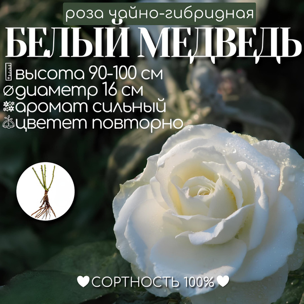 Саженец розы чайно-гибридная, Белый медведь - купить с доставкой по ...