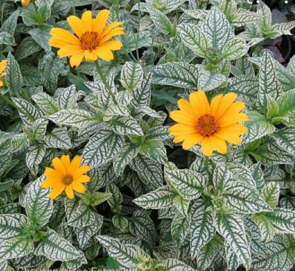 Клубни купить по выгодной цене в интернет-магазине OZON (1563225099)